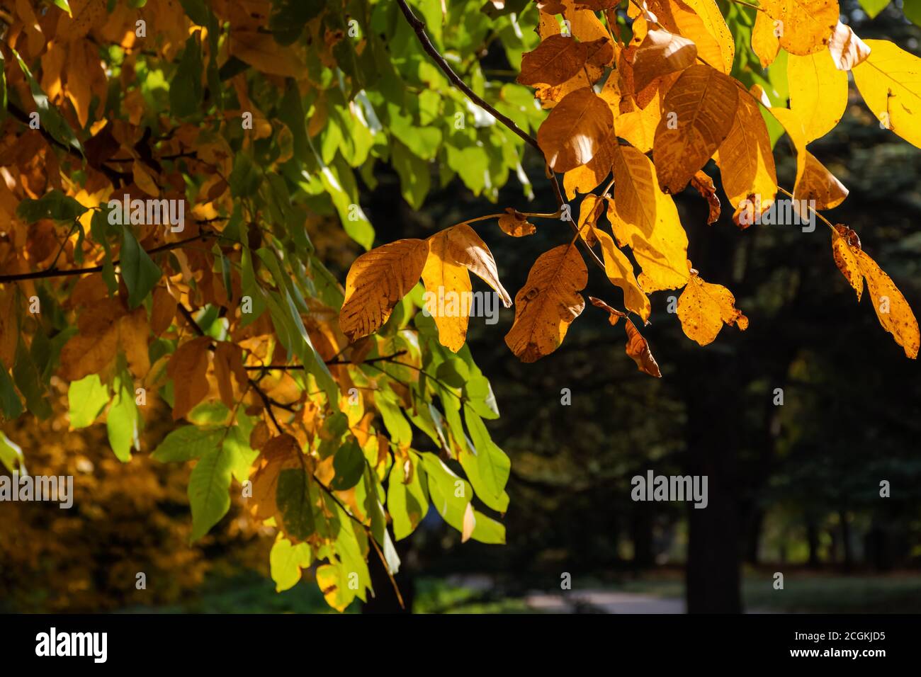 Orange autumn leaves on a tree close-up. Bright sunlight. Autumn ...