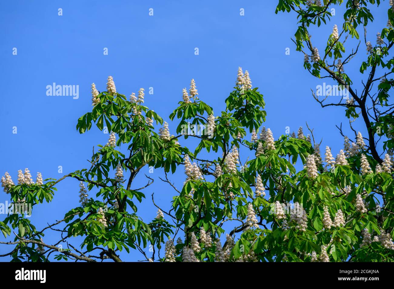Horse Chestnut tree flowers, conker tree Stock Photo - Alamy