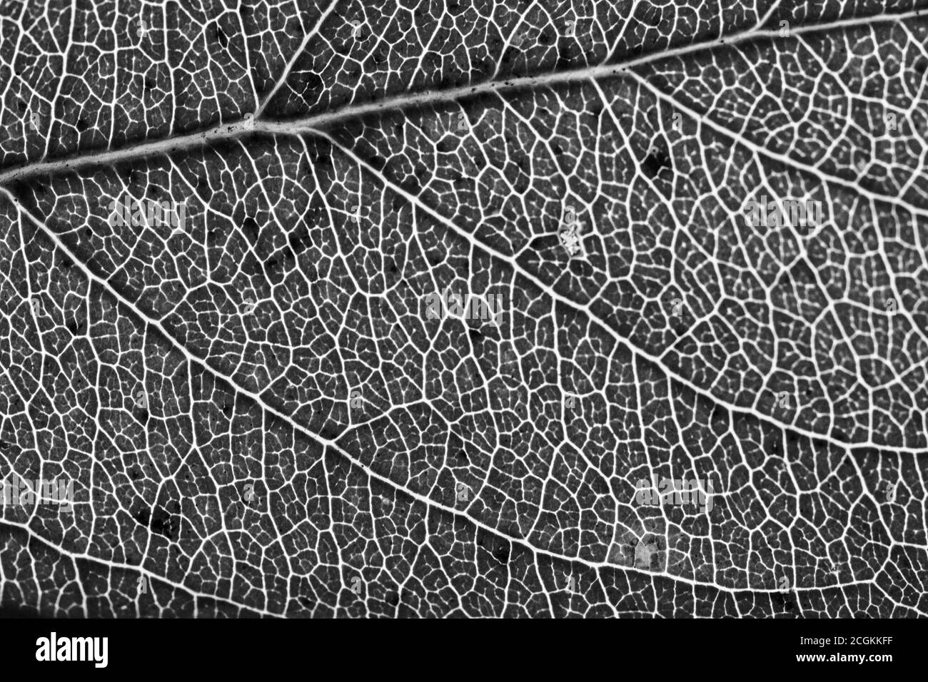 Netted veins hi-res stock photography and images - Alamy