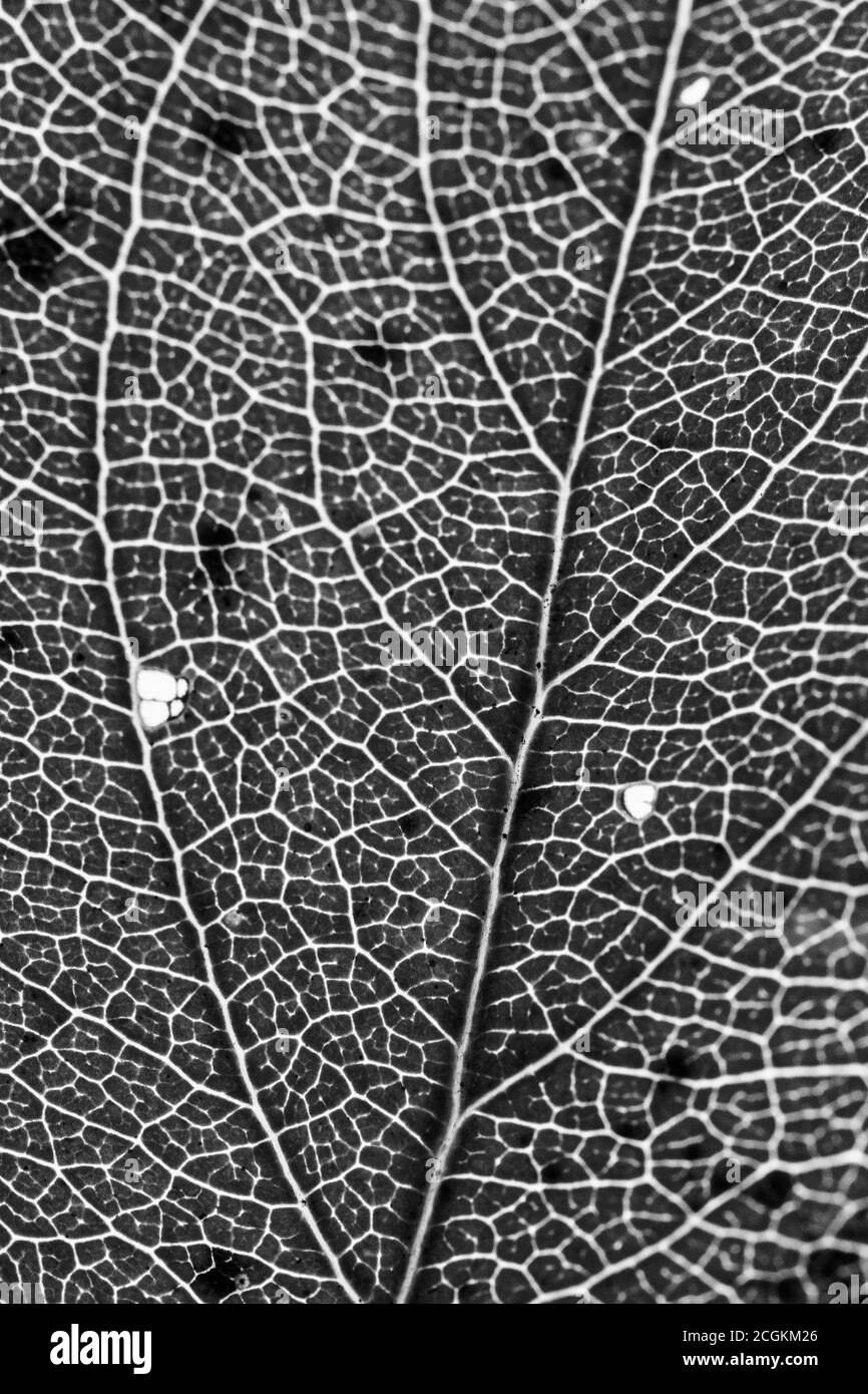 Netted veins hi-res stock photography and images - Alamy