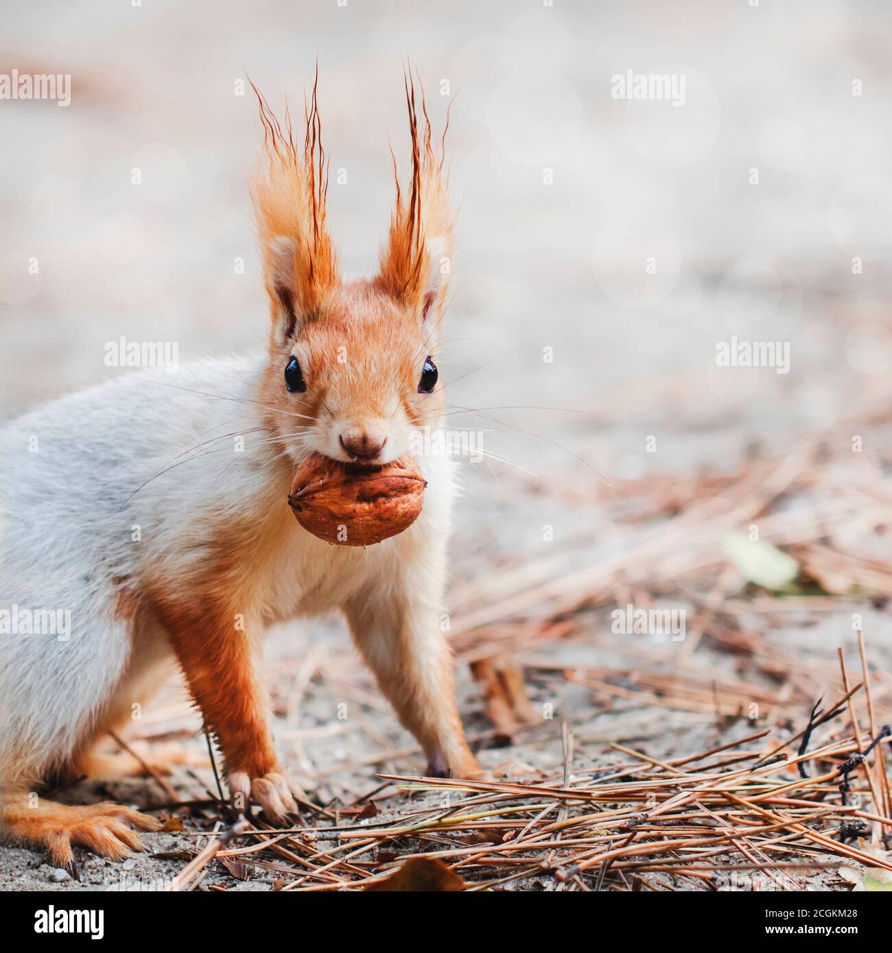 Sciurus vulgaris hides nuts hi-res stock photography and images - Alamy
