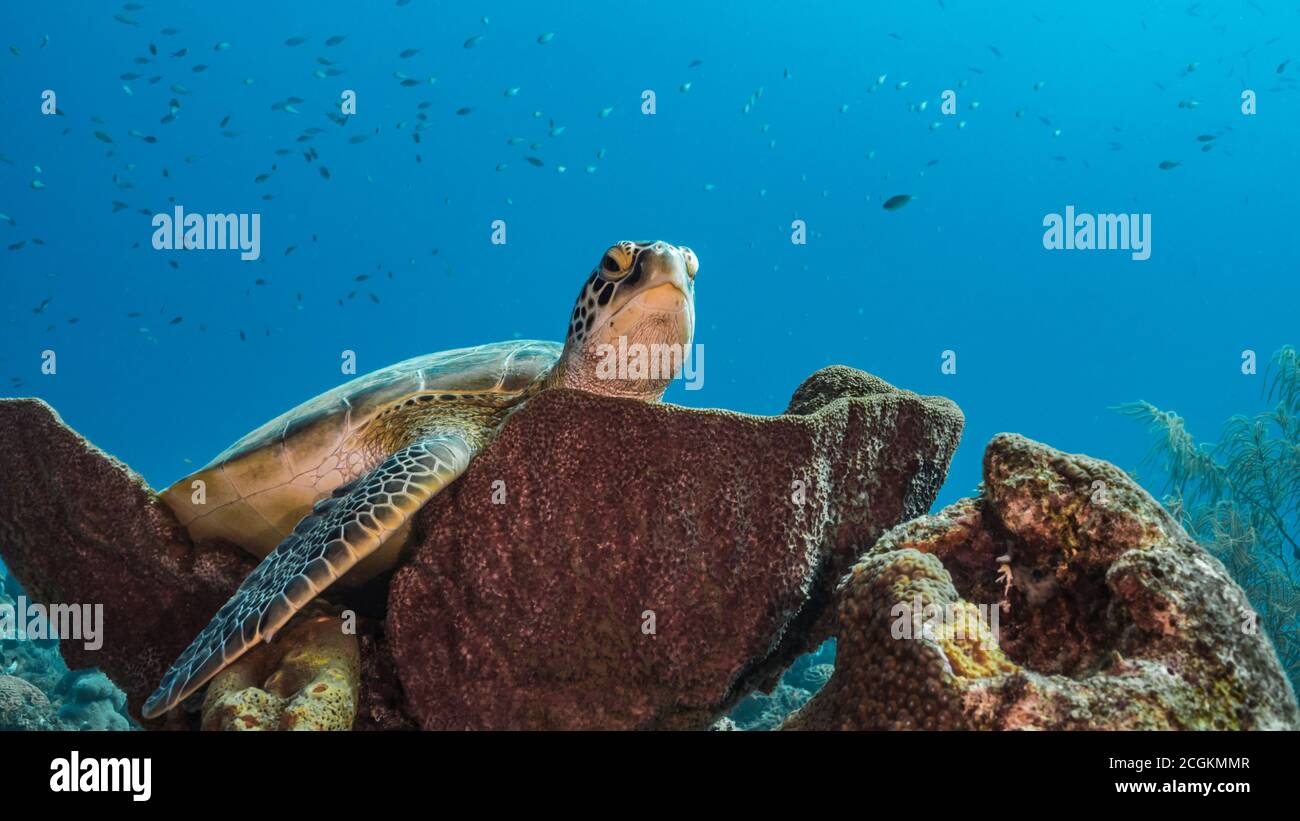 Green Sea Turtle rest in sponge in turquoise water of coral reef in ...