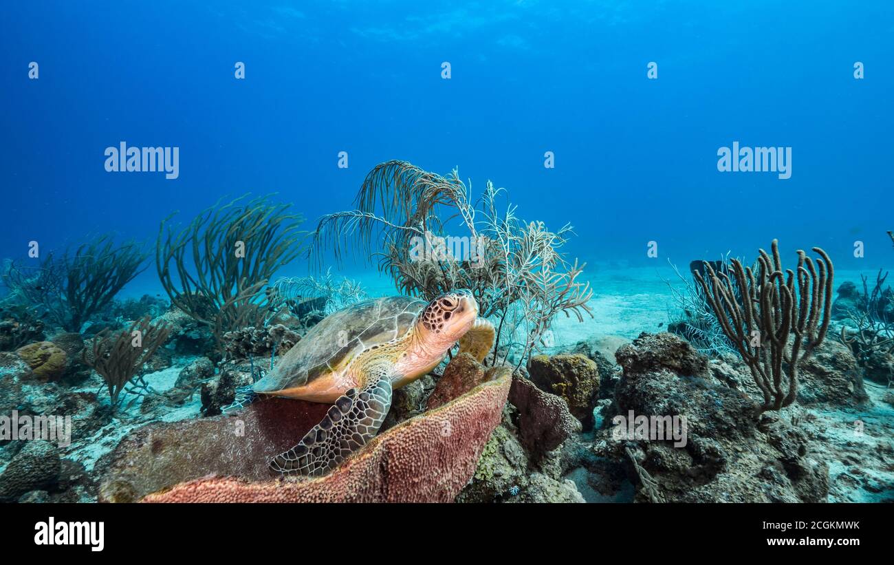 Green Sea Turtle rest in sponge in turquoise water of coral reef in ...
