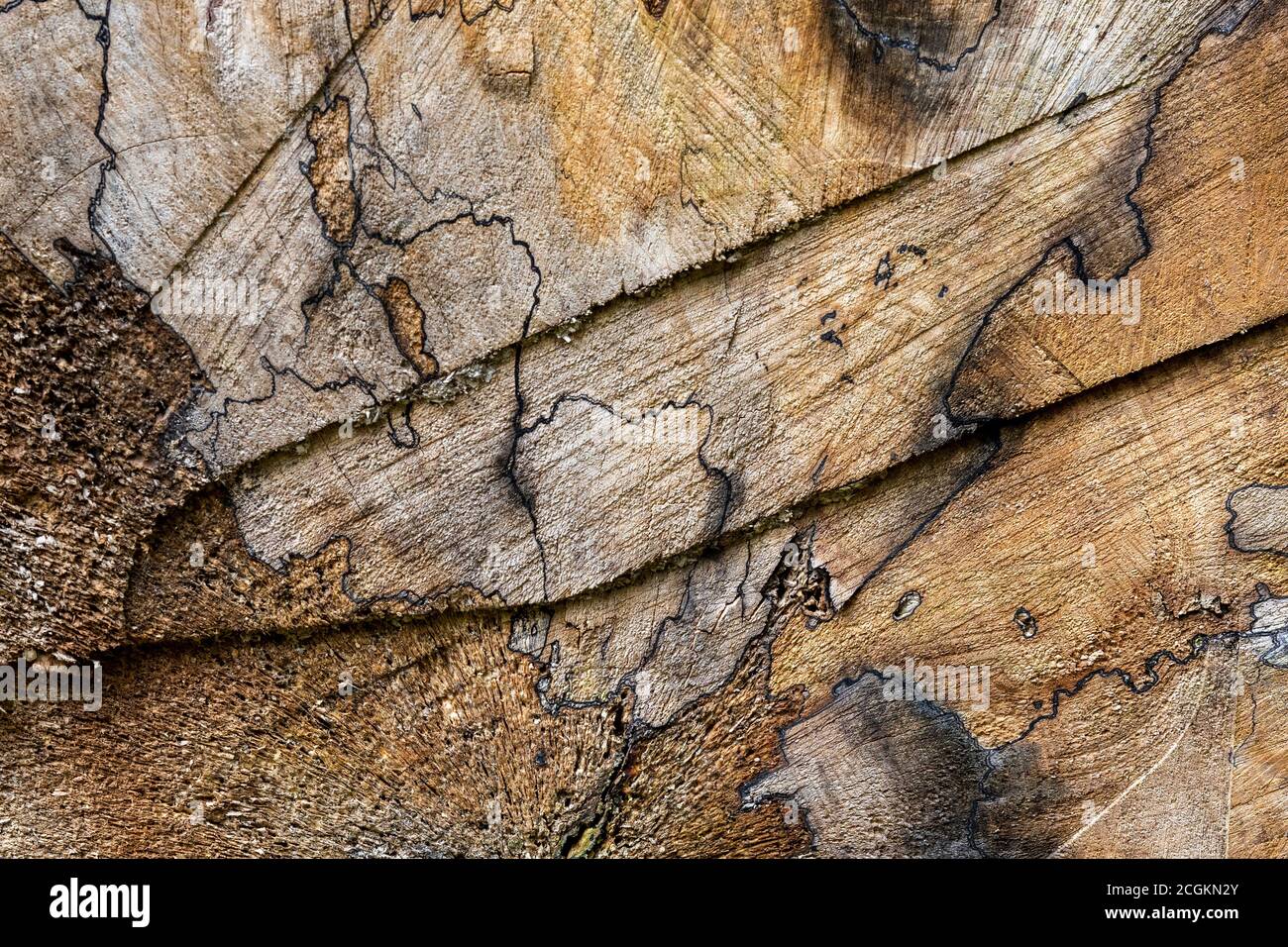 a sawn tree trunk showing all of the medulary growth lines inside of ...