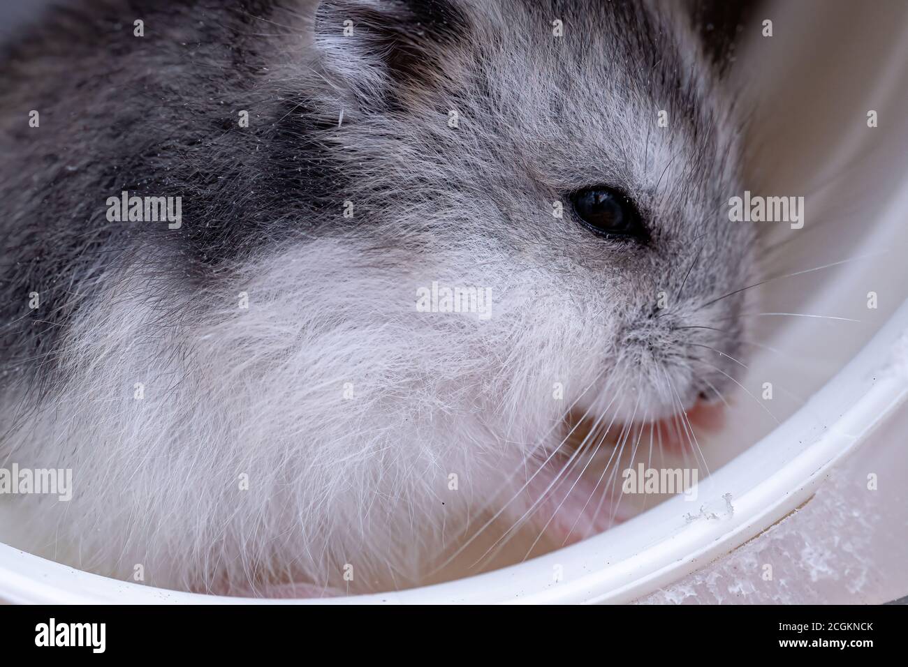 Campbell's dwarf hamster of the species Phodopus campbelli Stock Photo ...