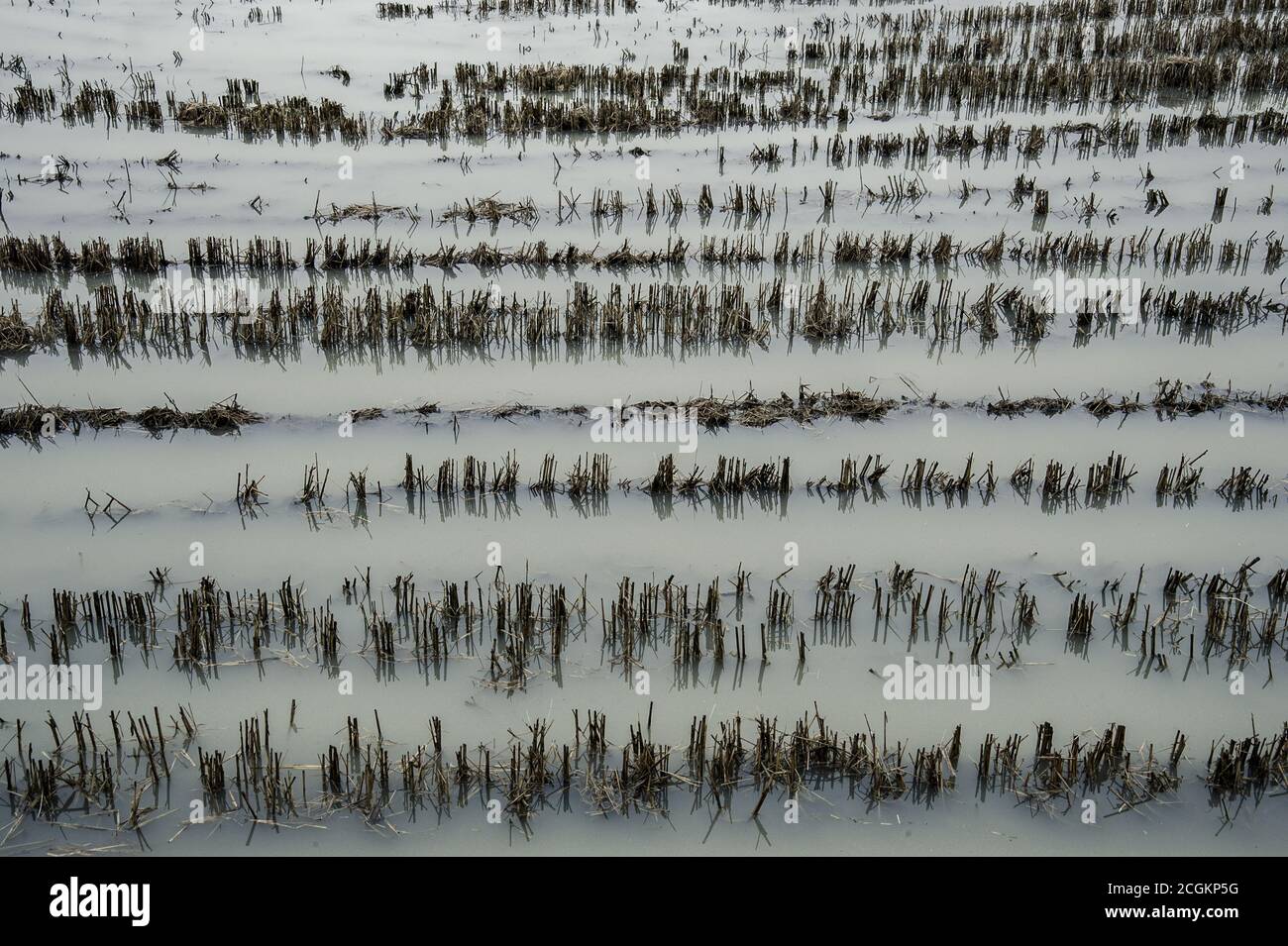 Flood field agriculture grain water hi-res stock photography and images ...