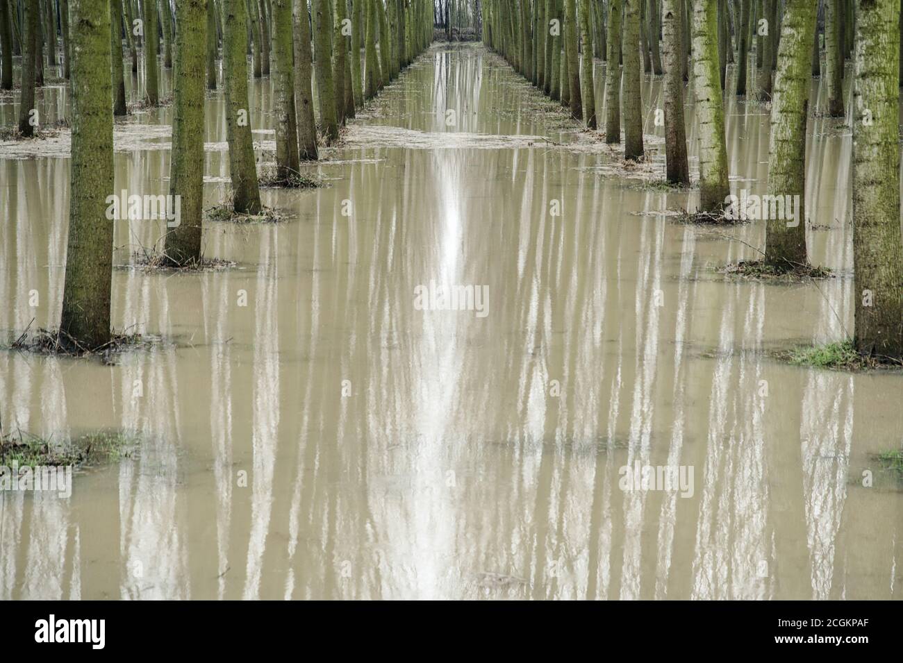 Gravellona Lomellina - 03/17/2011: flooded poplar grove Stock Photo - Alamy
