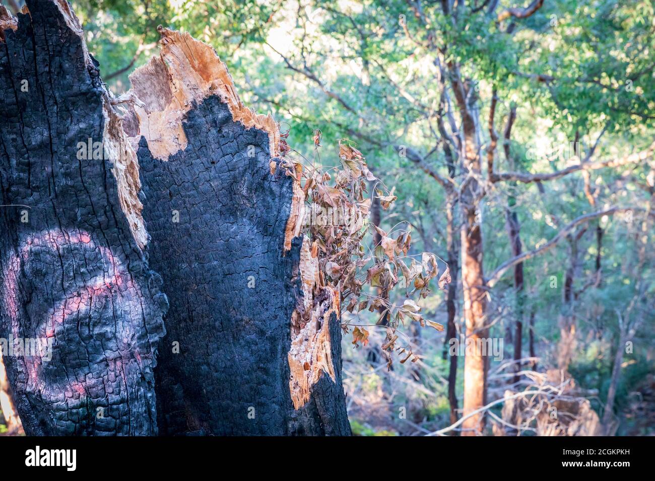 Burnt tree stump australia hi-res stock photography and images - Alamy