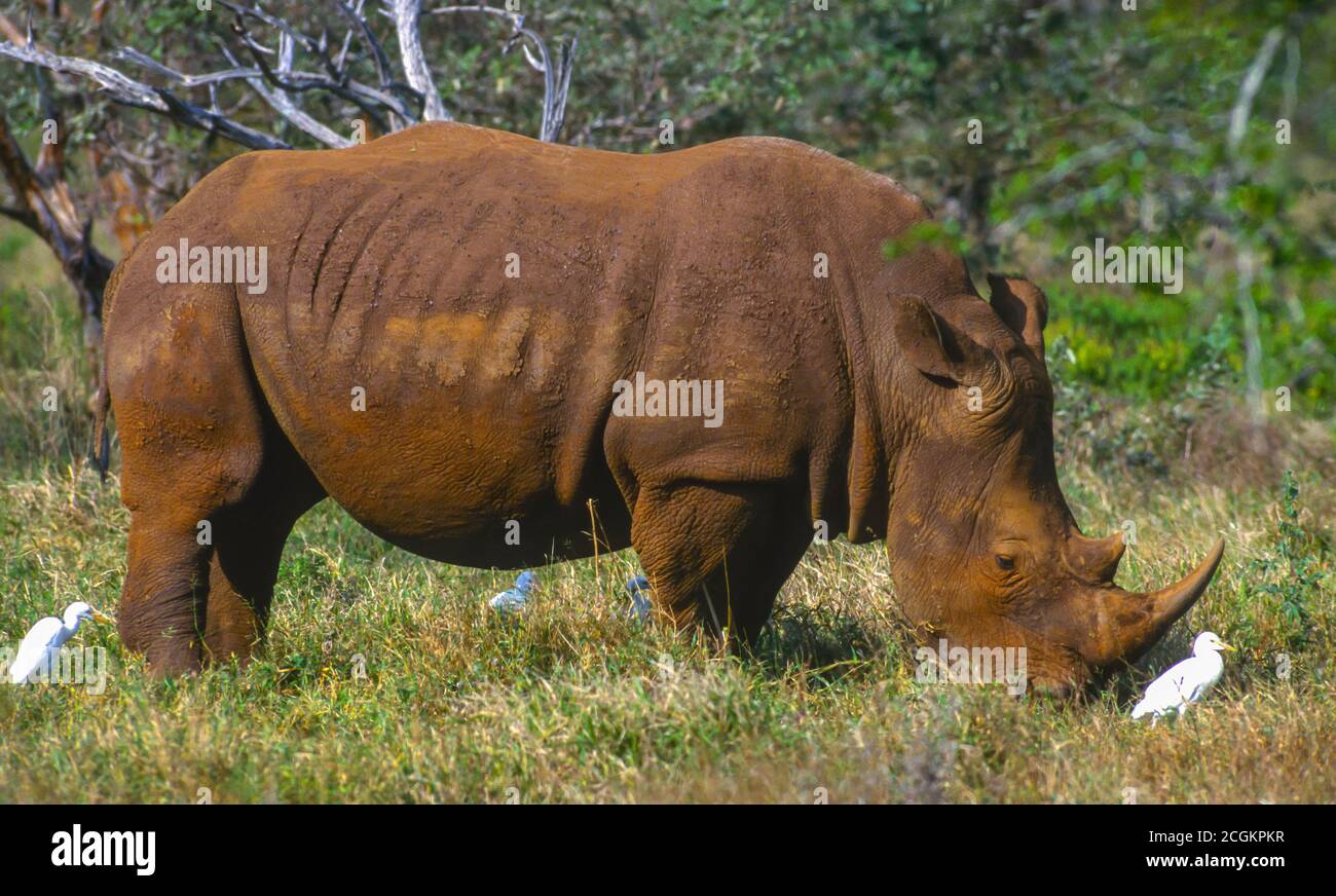 KRUGER NATIONAL PARK, SOUTH AFRICA - White rhinoceros grazing on ...