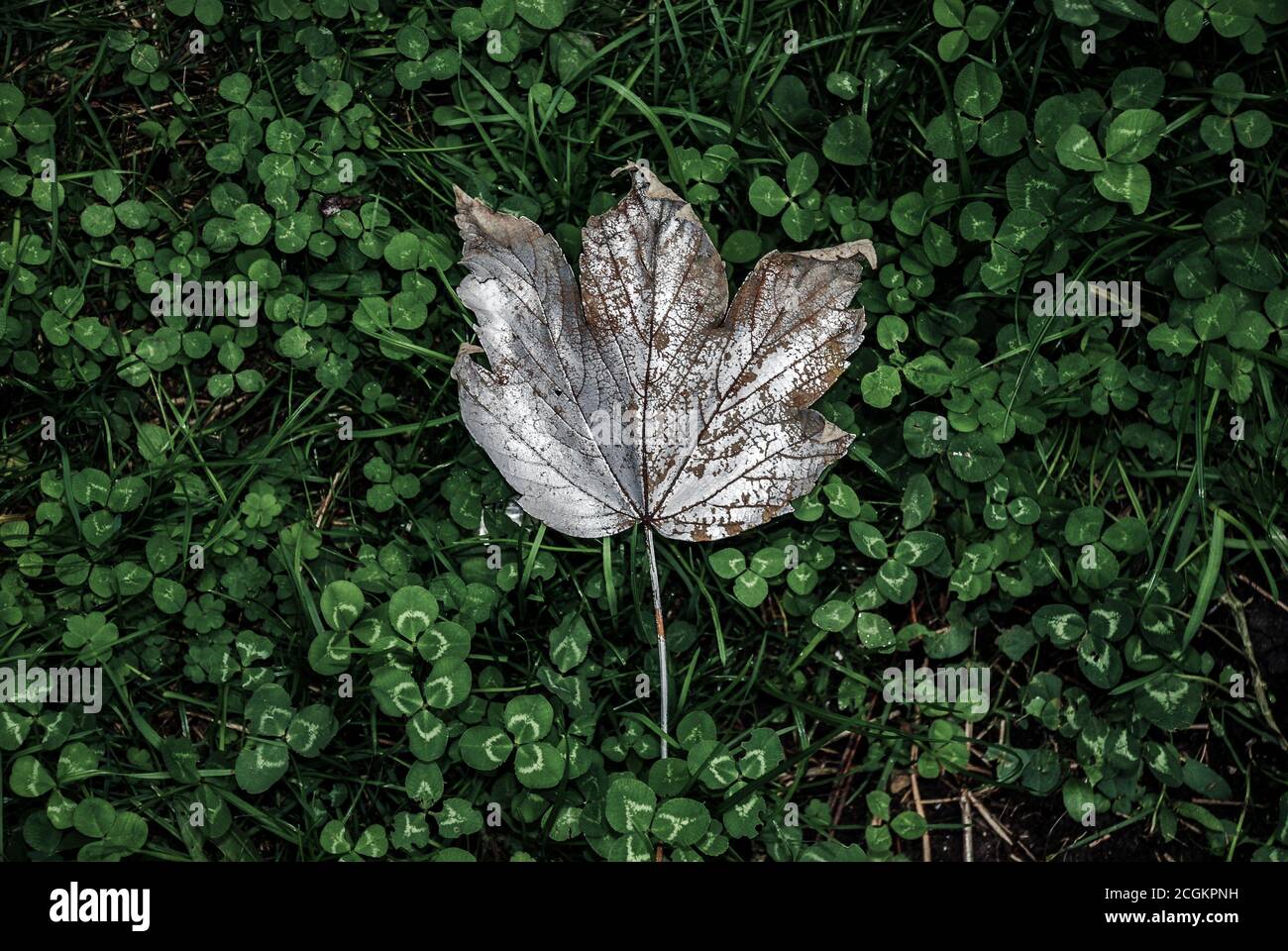 Trifoil hi-res stock photography and images - Alamy