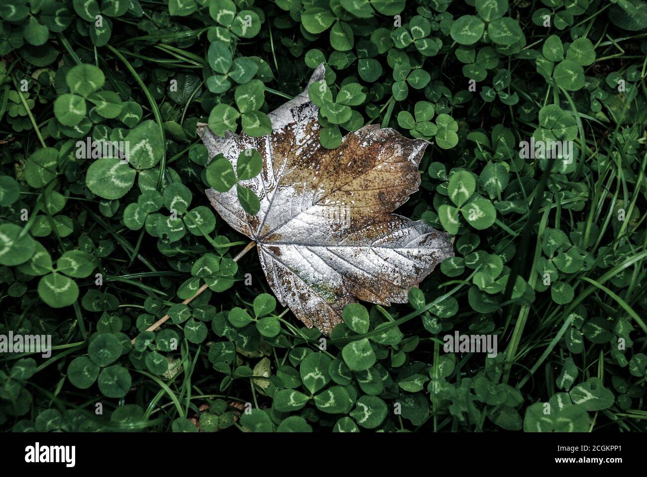 Trifoil hi-res stock photography and images - Alamy