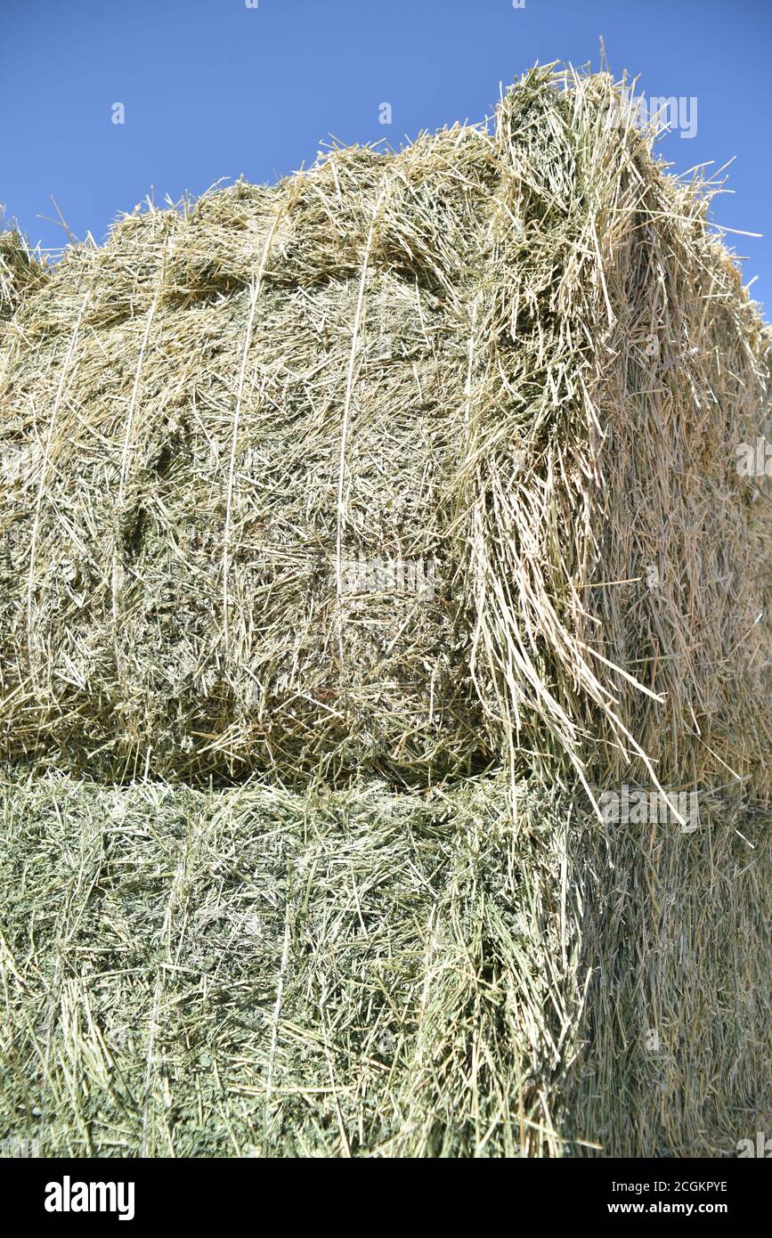 Arizona alfalfa bales Stock Photo - Alamy