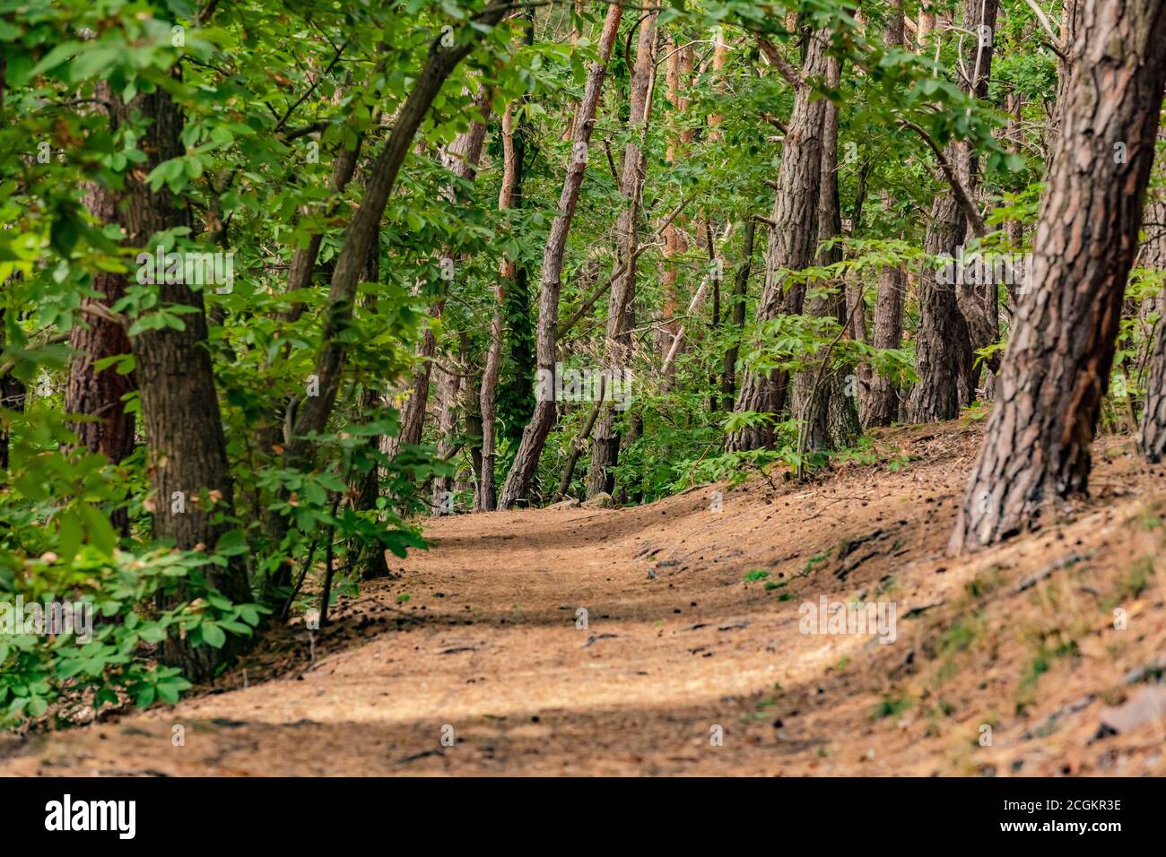 Magical landscape with a lot of trees along a forest path in a German ...