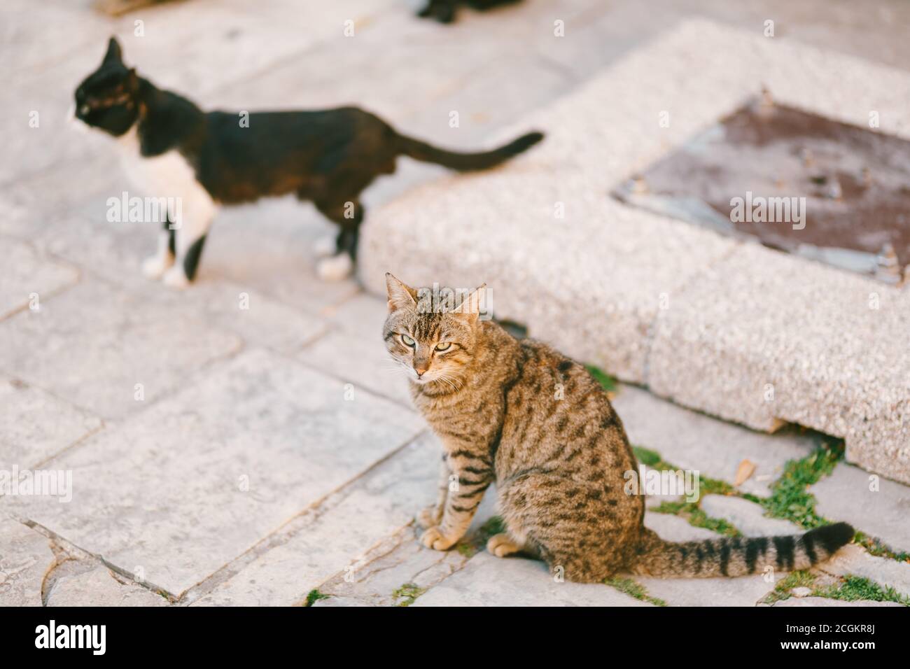 Two cats on the asphalt in the street near a metal hatch Stock Photo ...