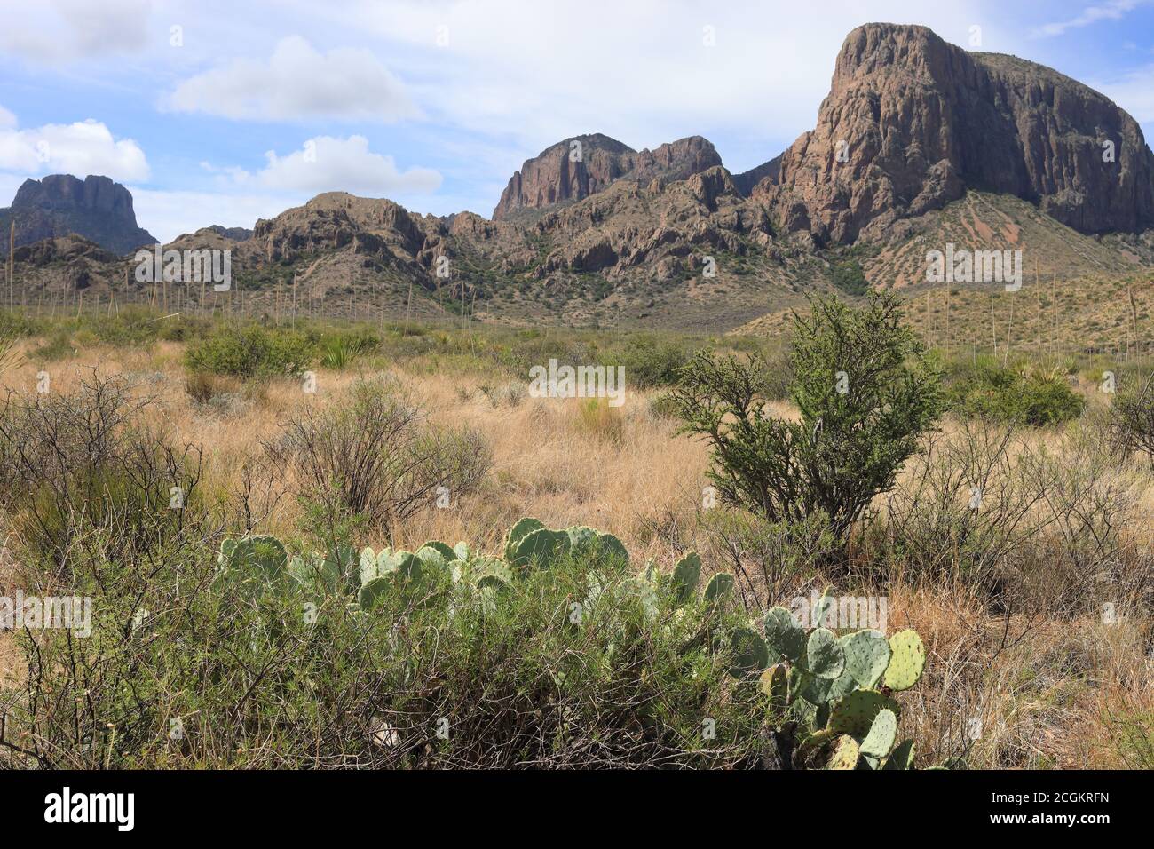 Large dasylirion leiophyllum Stock Photo - Alamy