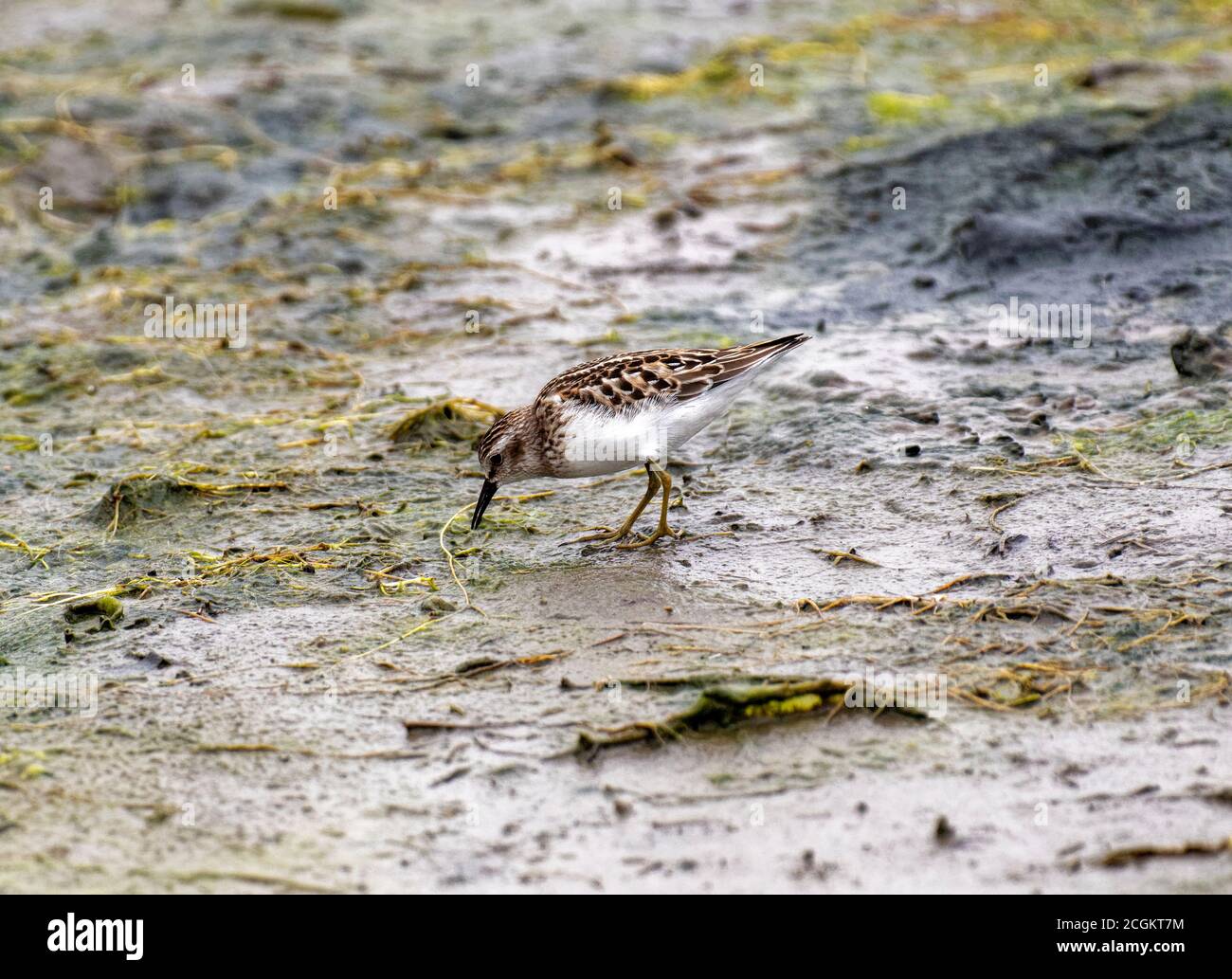 Sanderling (Calidris alba) in Malibu Lagoon State Beach CA USA Stock ...