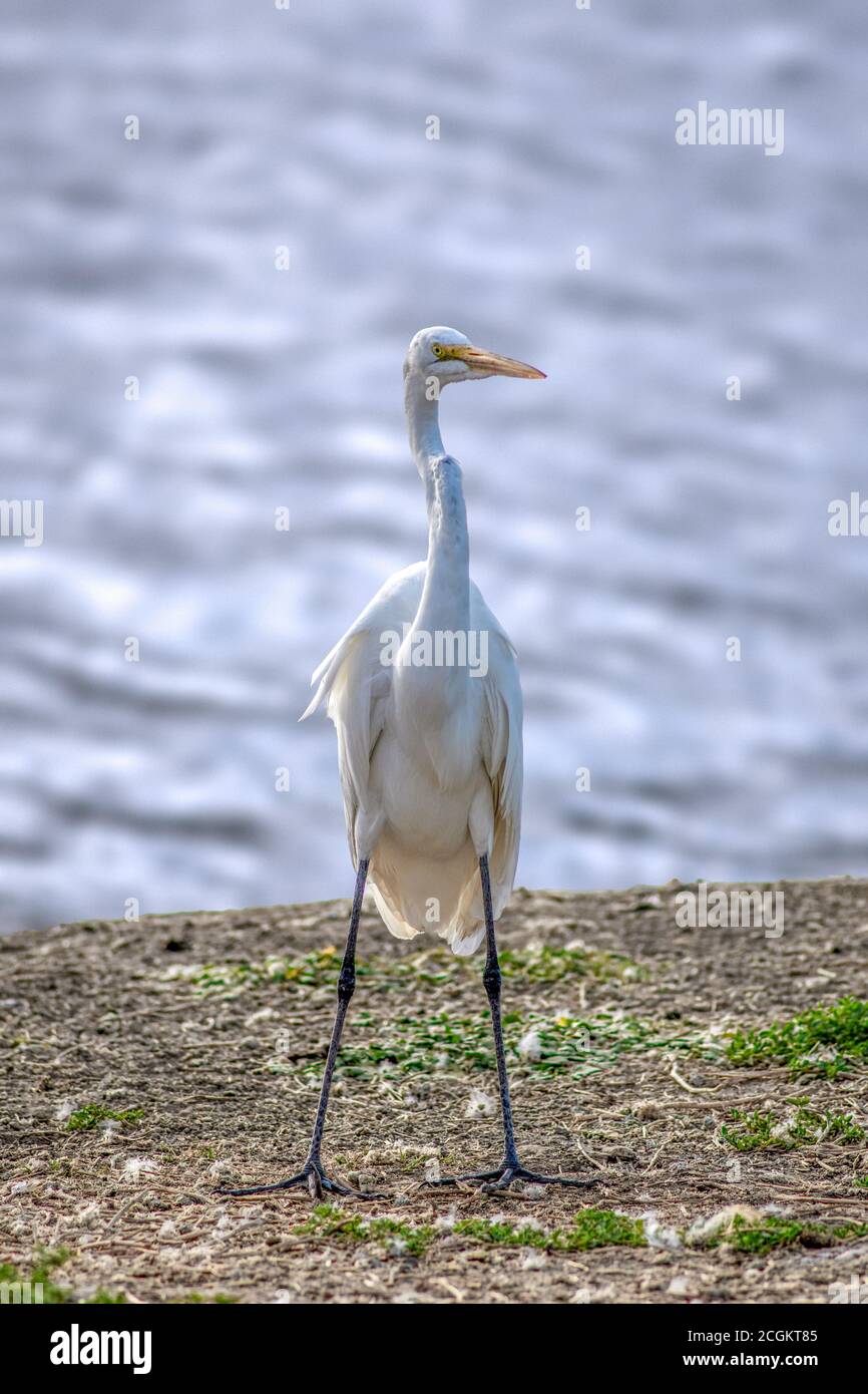 Balboa landing hi-res stock photography and images - Alamy