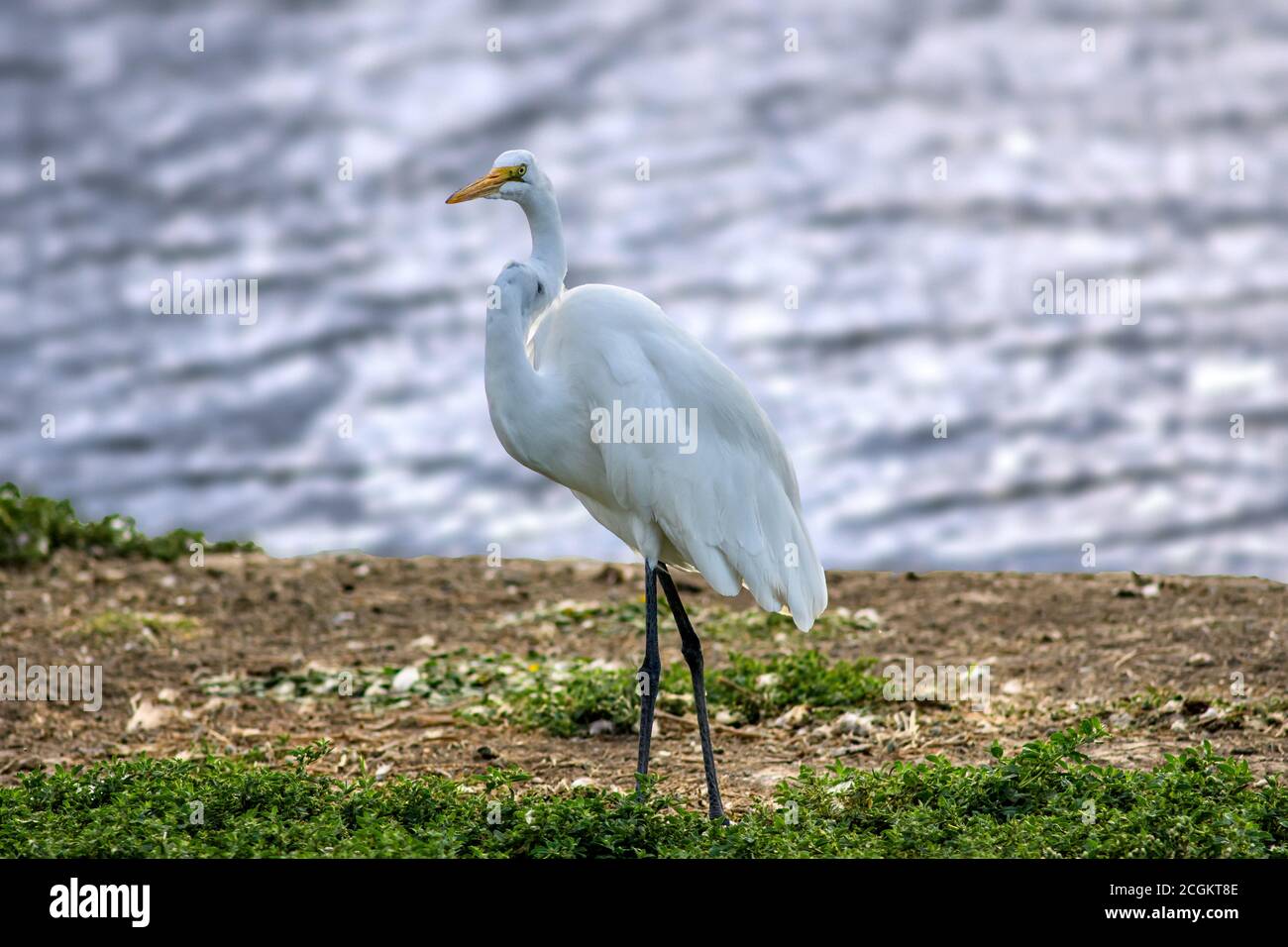 Balboa landing hi-res stock photography and images - Alamy