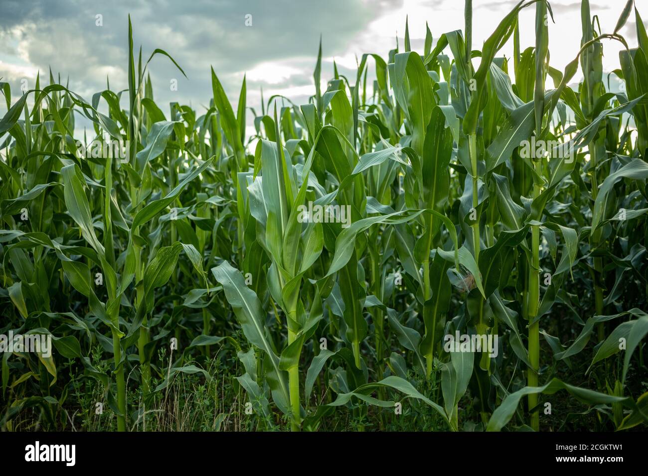 Big corn field hi-res stock photography and images - Alamy