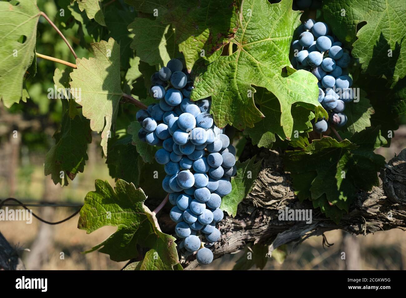 Closeup grapevine set grapes hi-res stock photography and images - Alamy