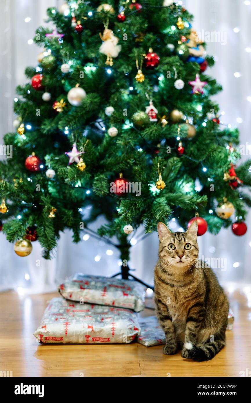 Kitten artificial christmas tree hi-res stock photography and images ...