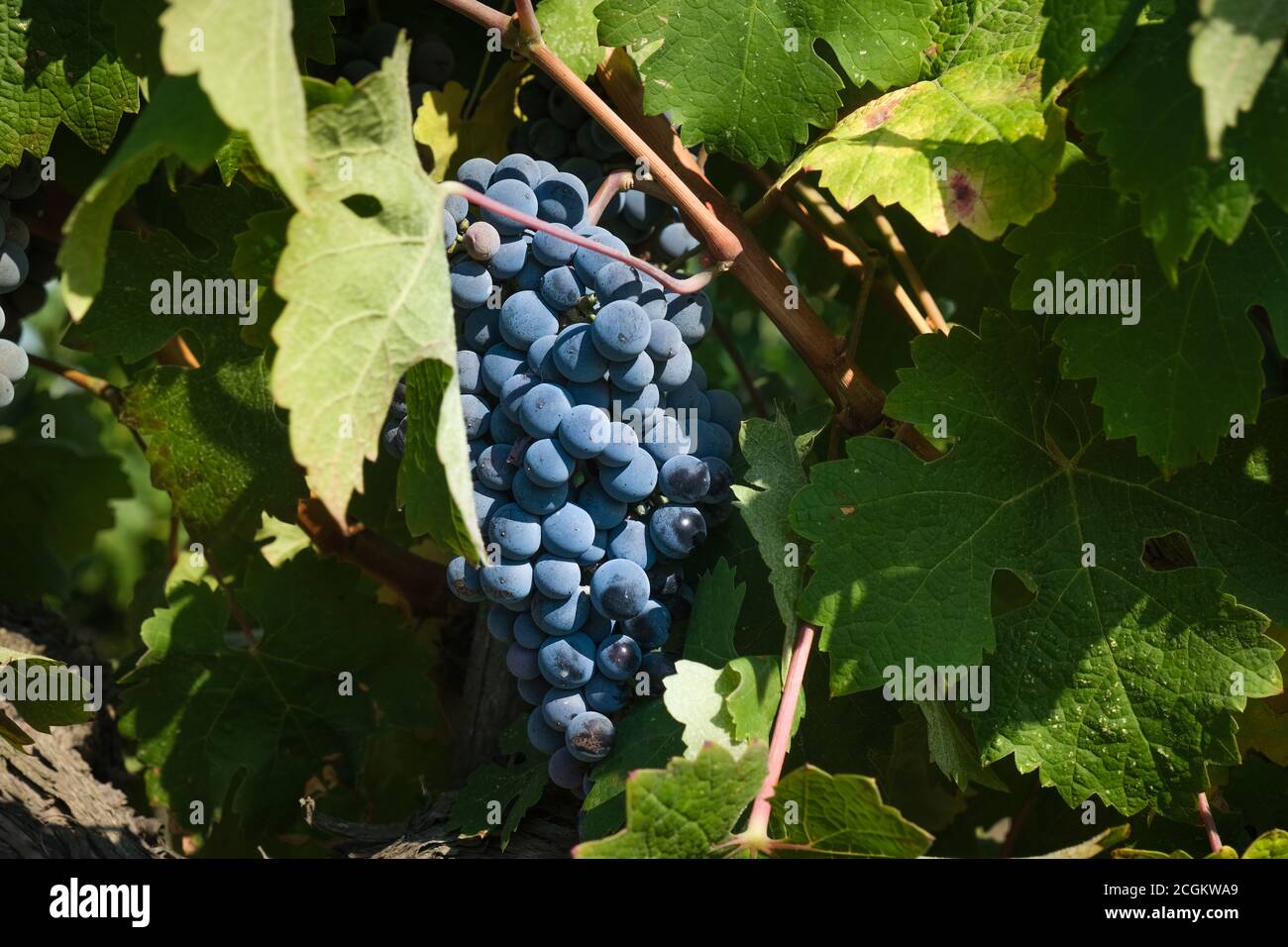 bunches of ripe red grapes Stock Photo - Alamy