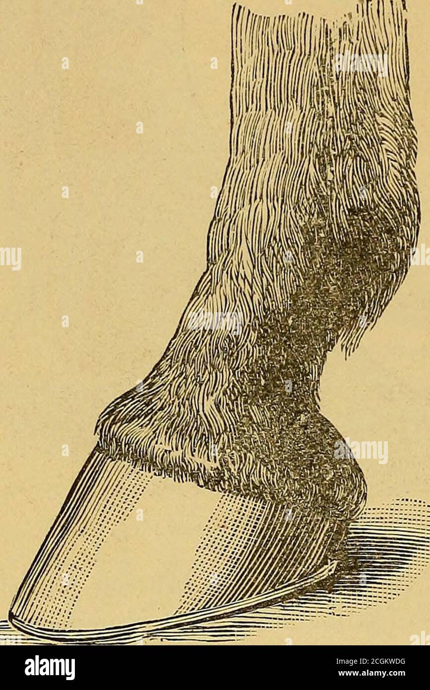 . The art of taming and educating the horse .. . s possible what itwas ...