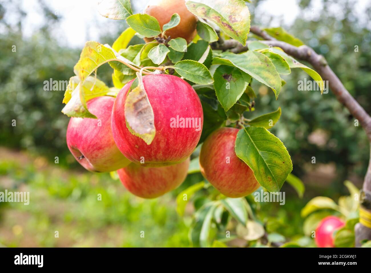 large ripe red apples hanging from tree branch in orchard ready for ...