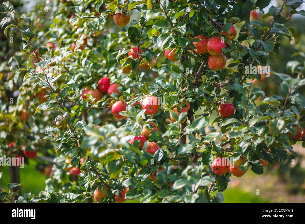 large ripe red apples hanging from tree branch in orchard ready for ...
