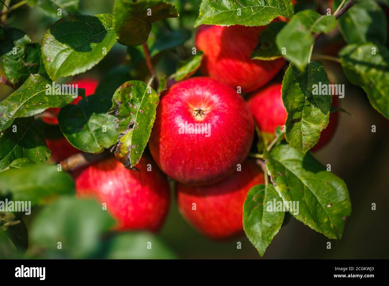large ripe red apples hanging from tree branch in orchard ready for ...