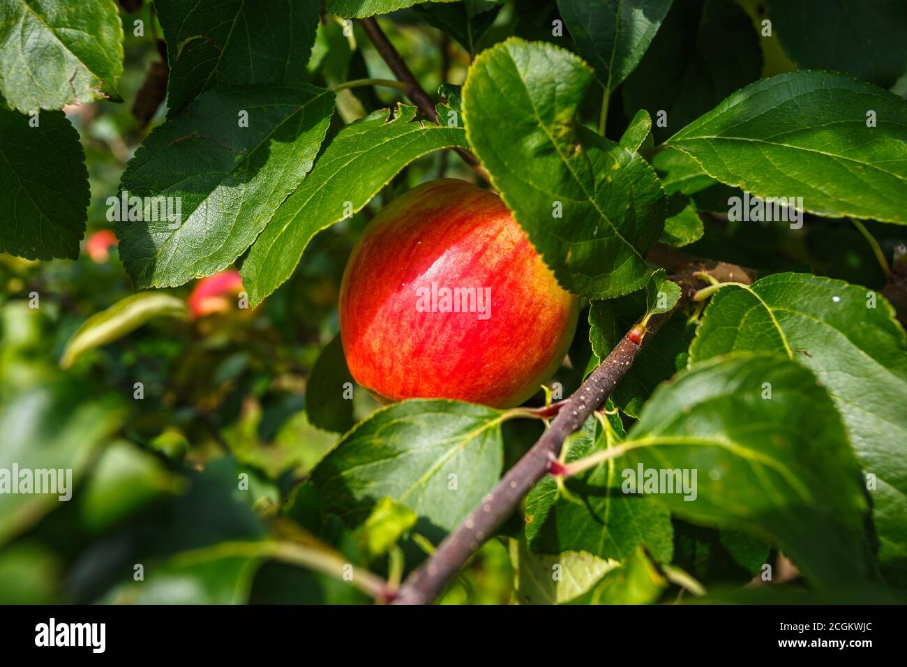 large ripe red apples hanging from tree branch in orchard ready for ...
