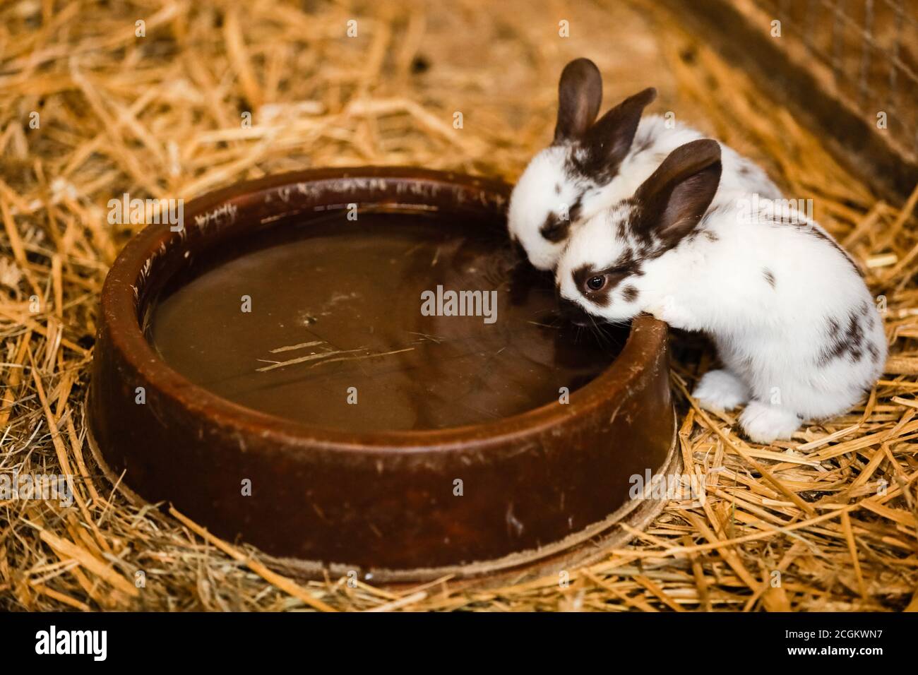 Two White Rabbits Drinking Water From Baked Clay Disc. selective focus ...