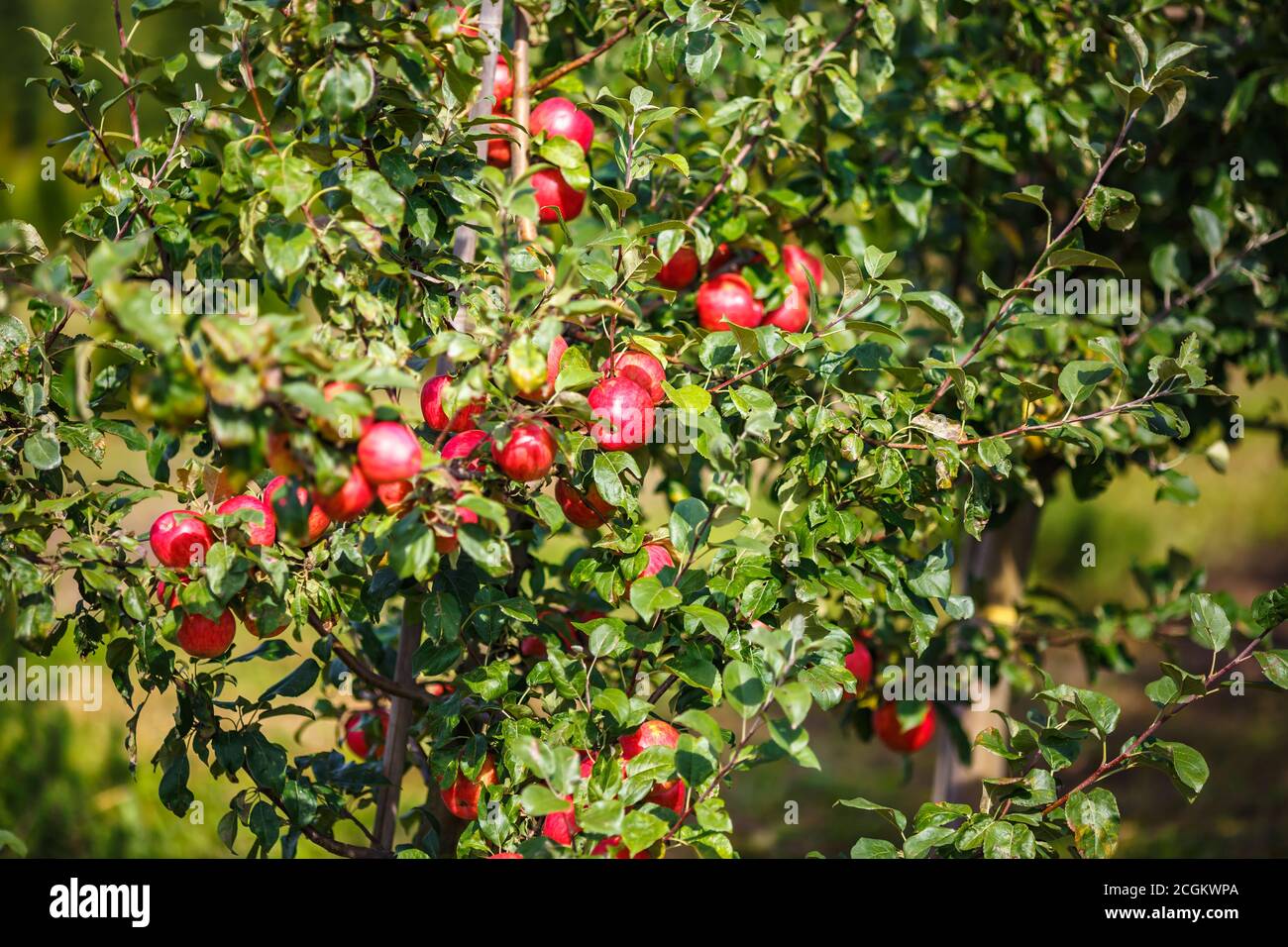 large ripe red apples hanging from tree branch in orchard ready for ...