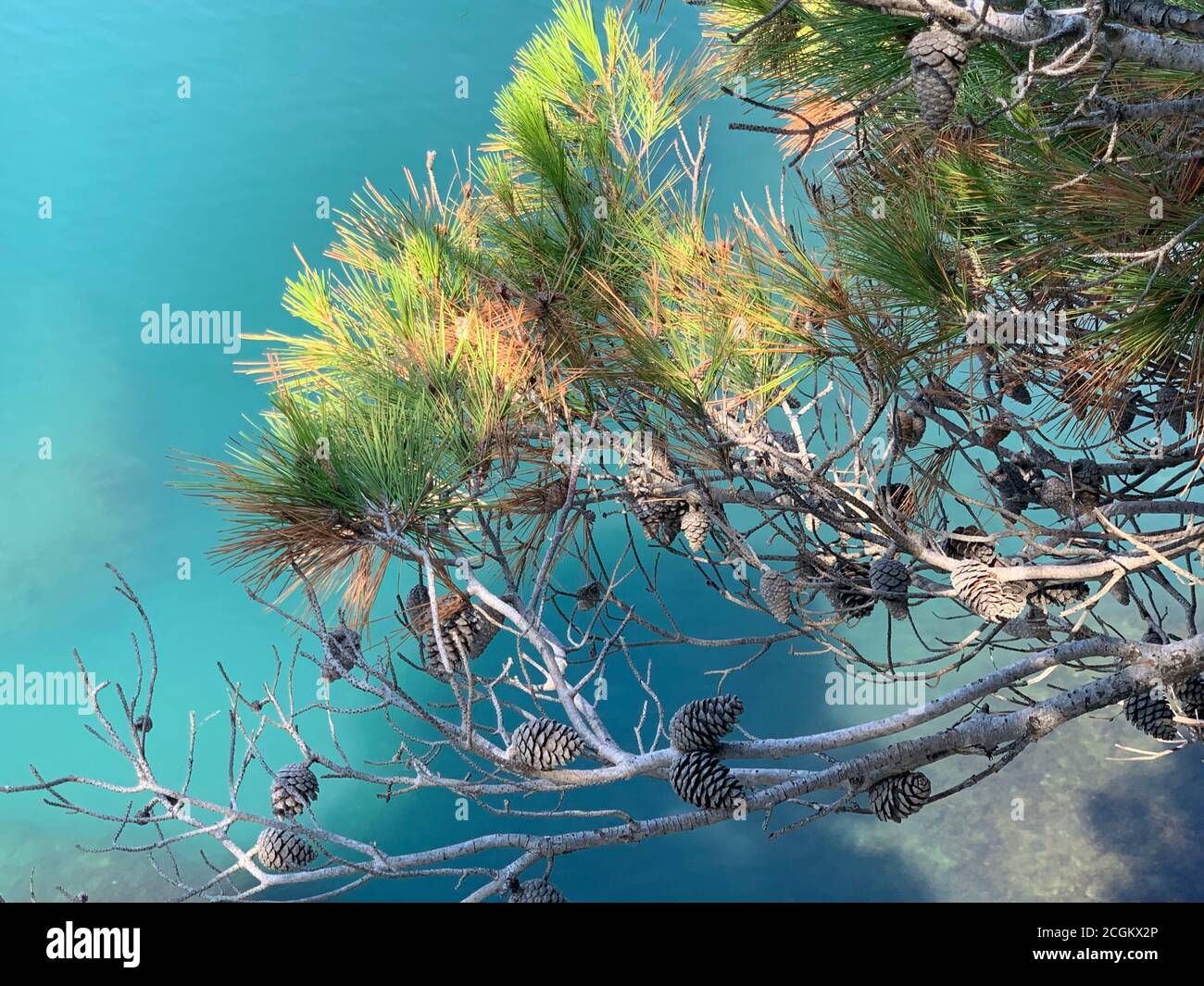 Clean green pine color hi-res stock photography and images - Alamy