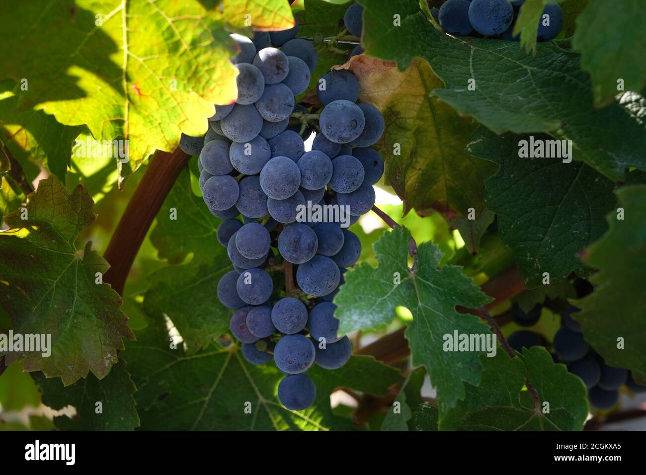 single bunches of ripe red grapes Stock Photo - Alamy