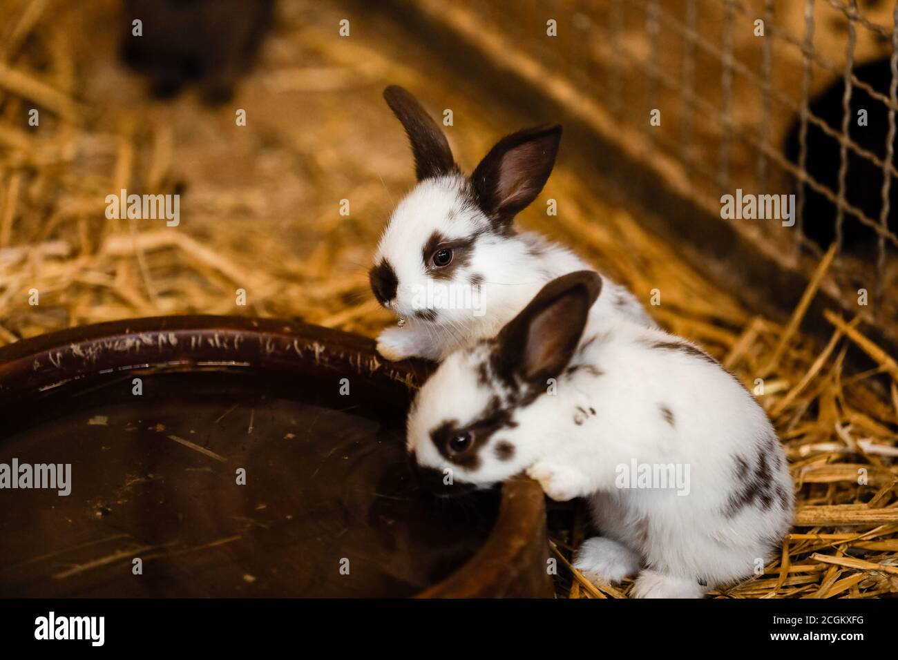 Rabbits drinking water hi-res stock photography and images - Alamy