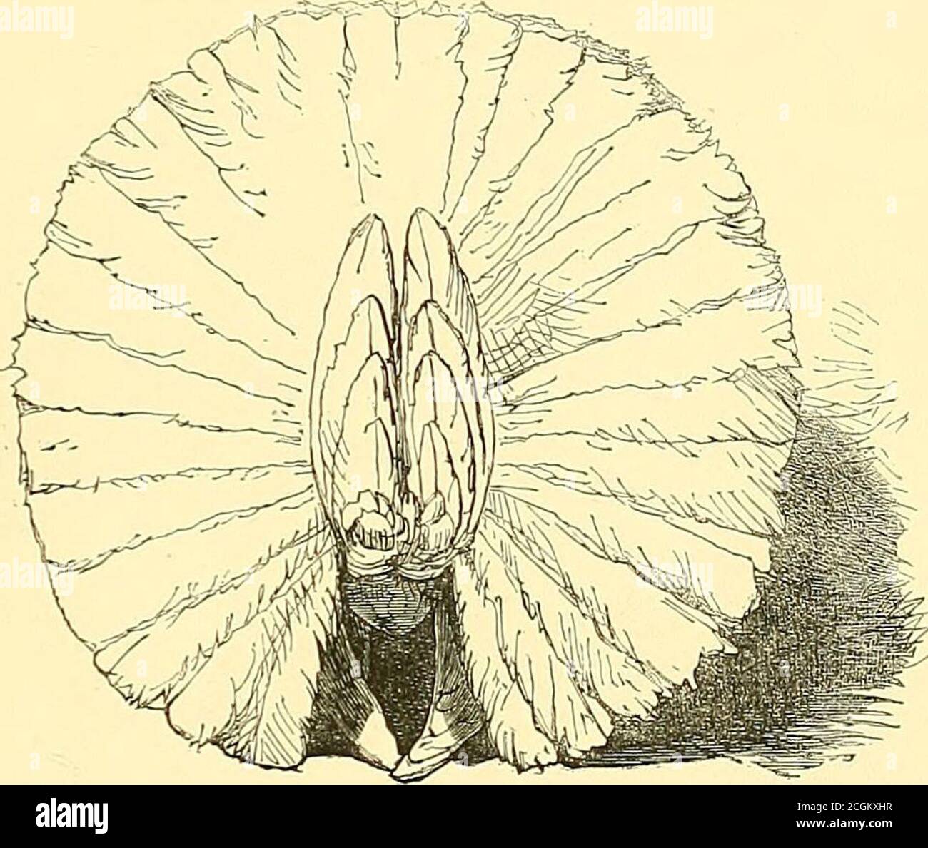 Tremulous effect hi-res stock photography and images - Alamy