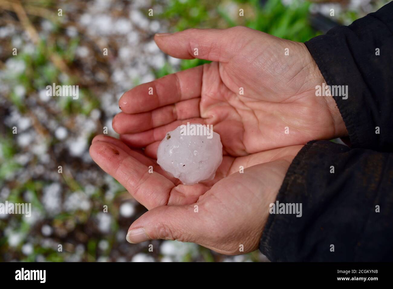 Person holding icy, hard, large, baseball size hail stone in cupped ...