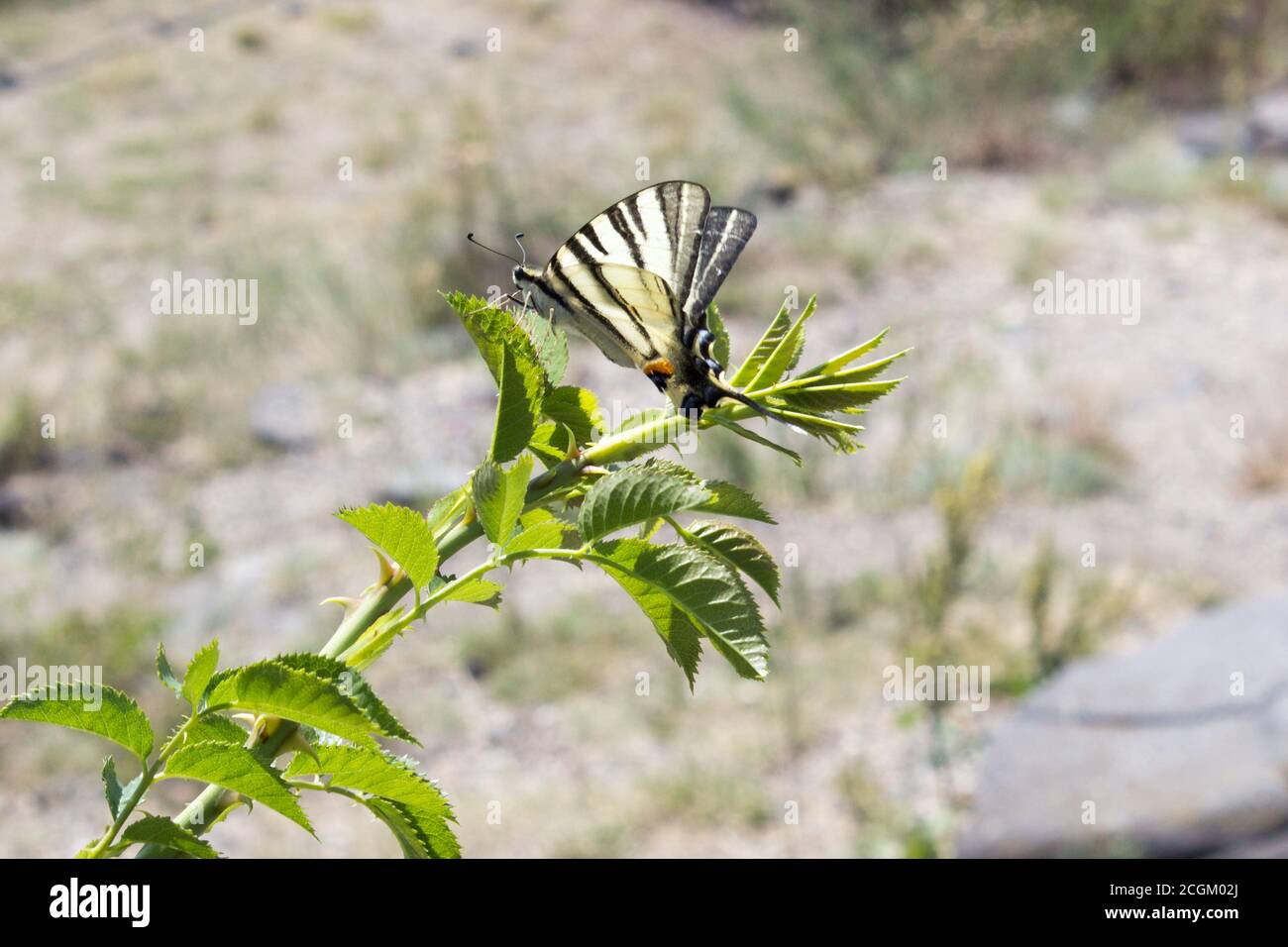 Beautiful swallowtail yellow butterfly. Papilio hospiton, corsican ...