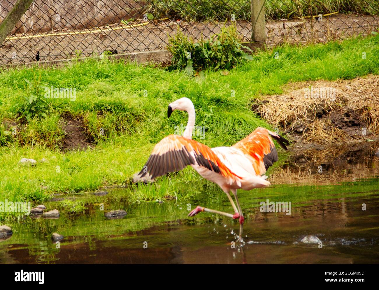 Flamingo running hi-res stock photography and images - Alamy