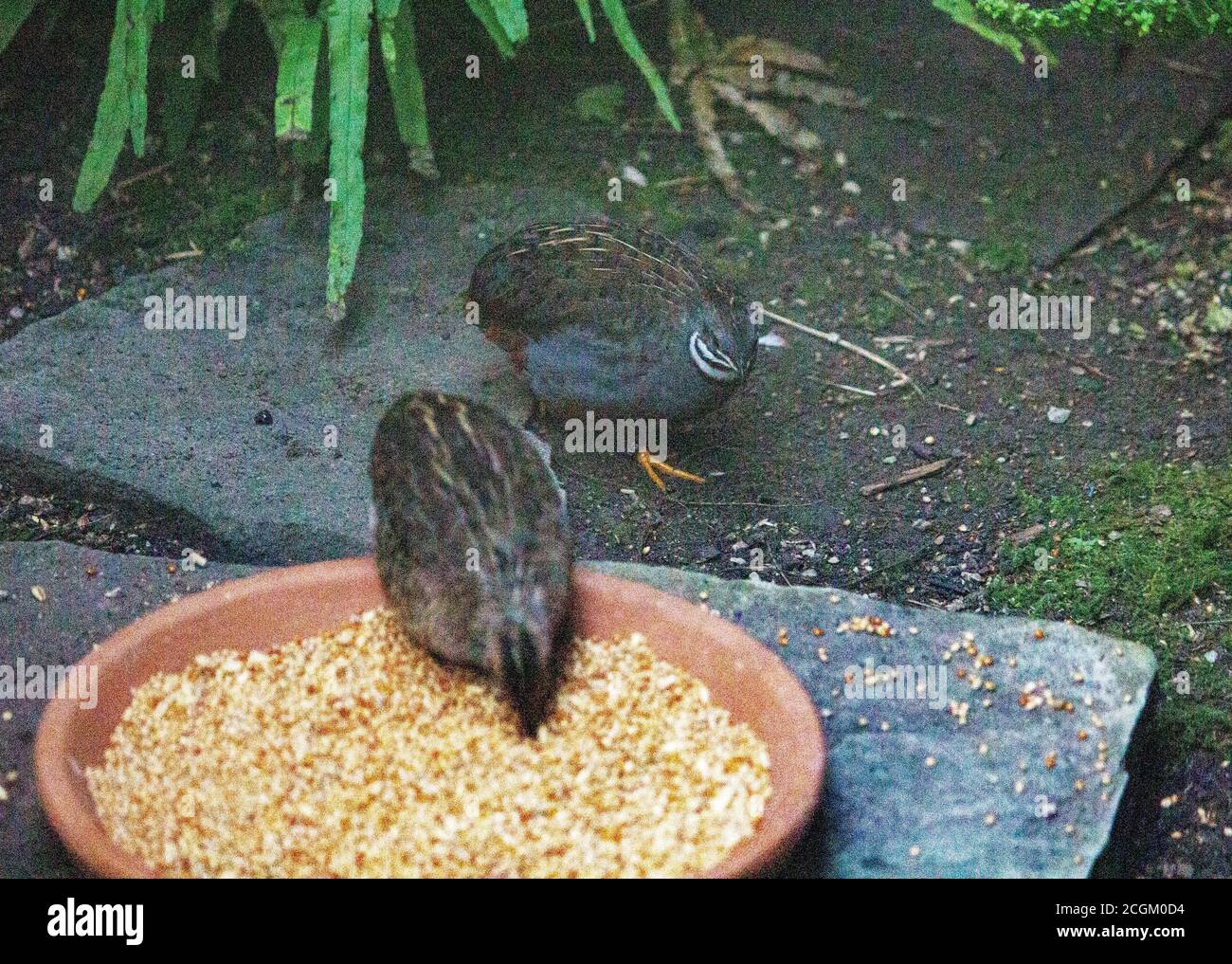 View of two king quail while feeding. They are the smallest quail in ...