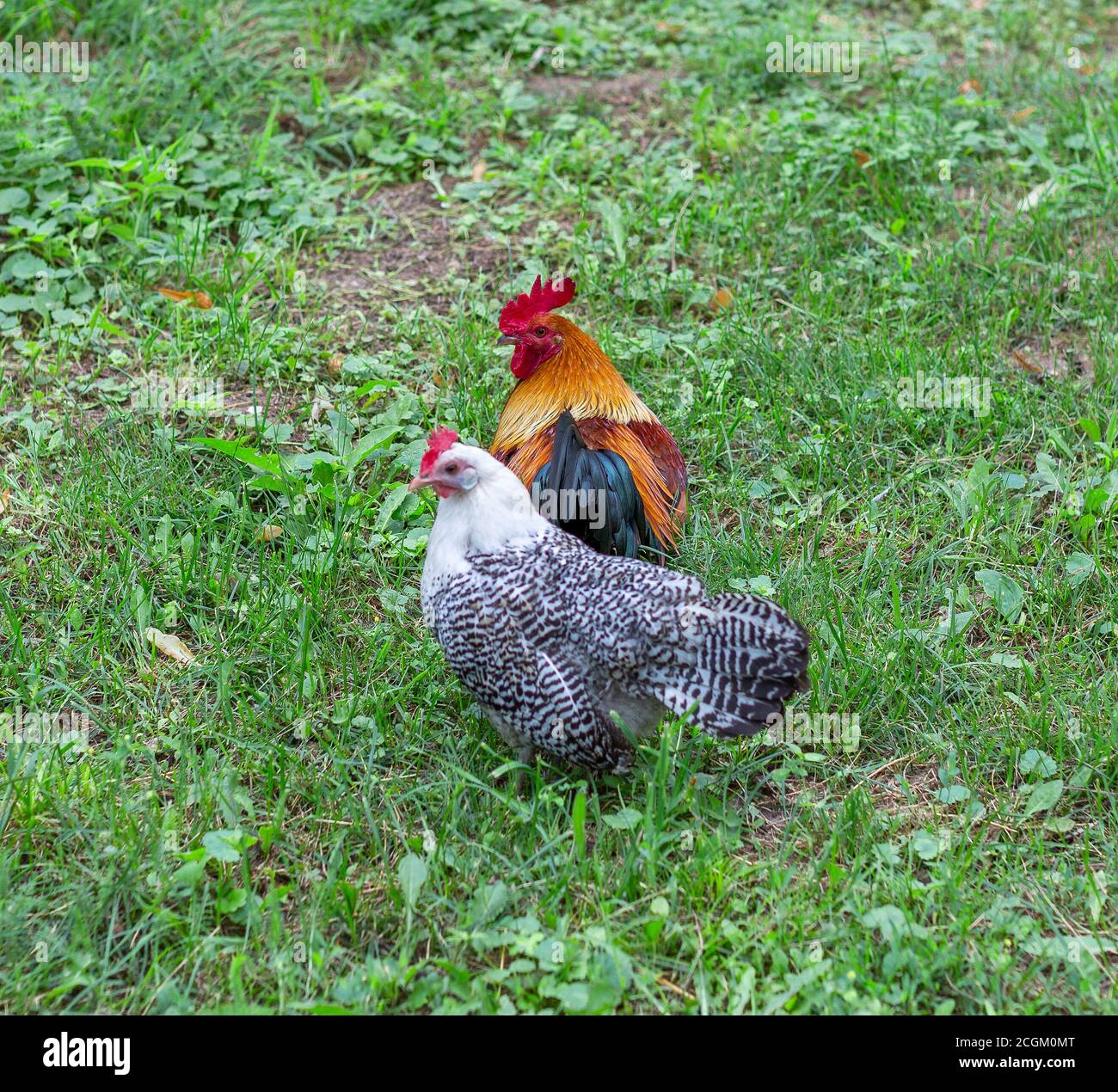 Beautiful Welsummer Rooster and Egyptian Fayoumi chicken grazing on the ...