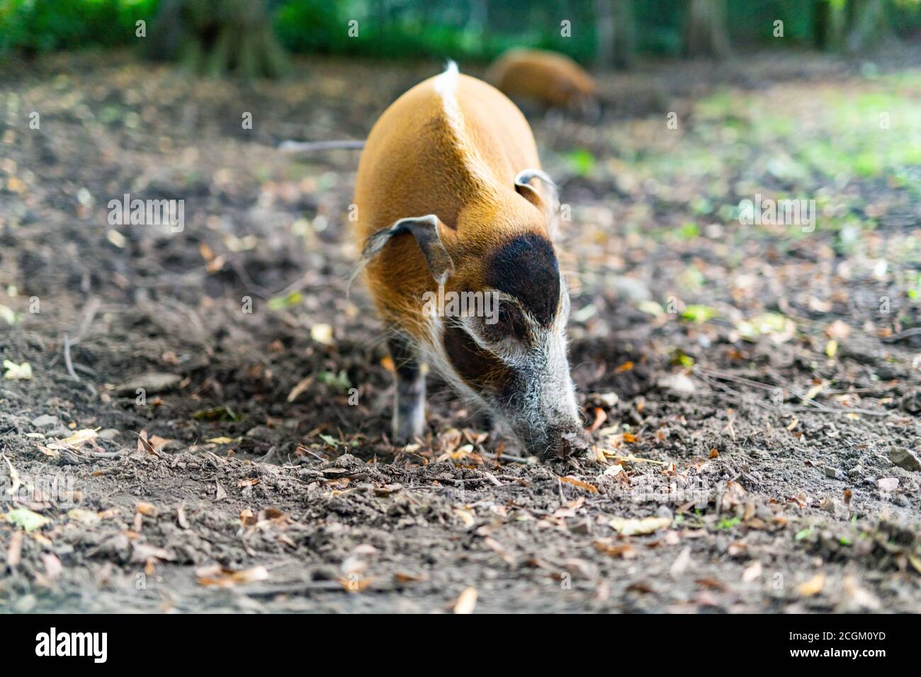 Porcus pictus hi-res stock photography and images - Alamy