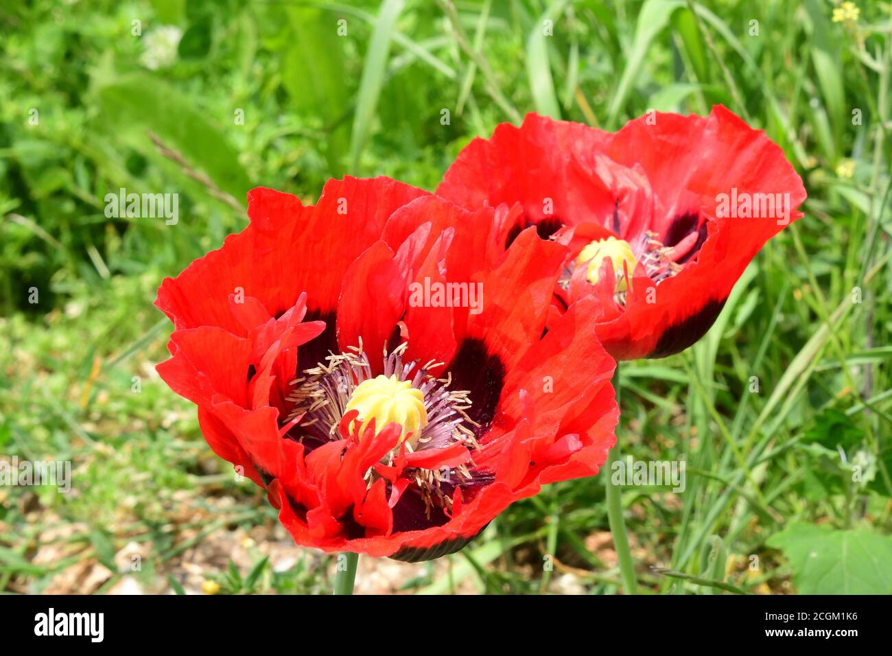 Bright red poppies in an English summer,self seeded, in a allotment ...