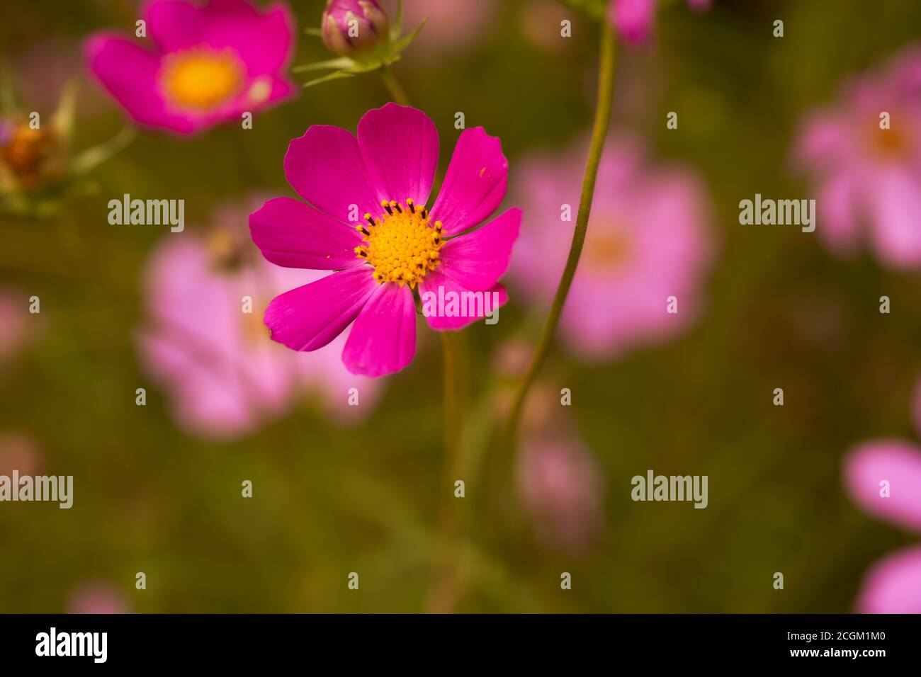 Cosmea is a typical species of flowering plants of the Cosmea family of ...