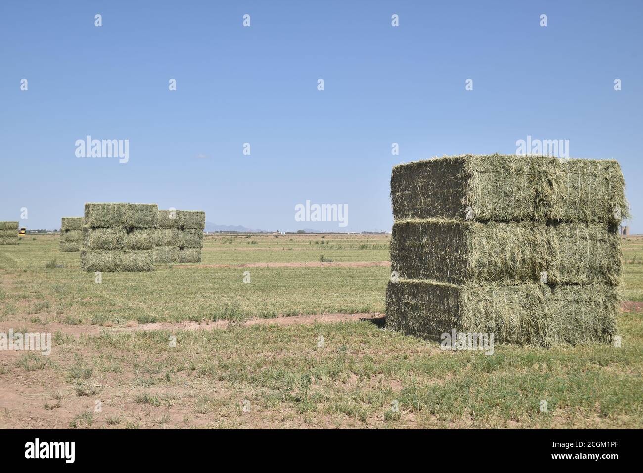 Arizona alfalfa hi-res stock photography and images - Alamy
