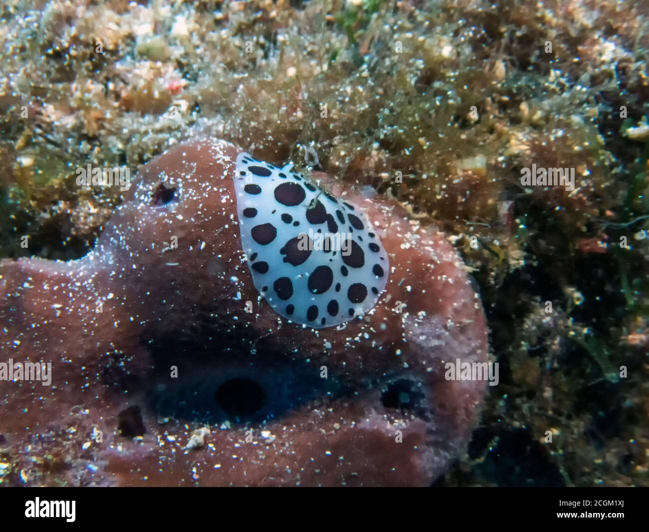 The dotted sea slug hi-res stock photography and images - Alamy