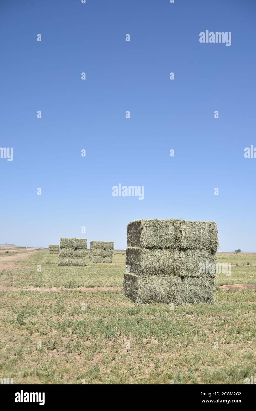 Arizona alfalfa bales Stock Photo - Alamy
