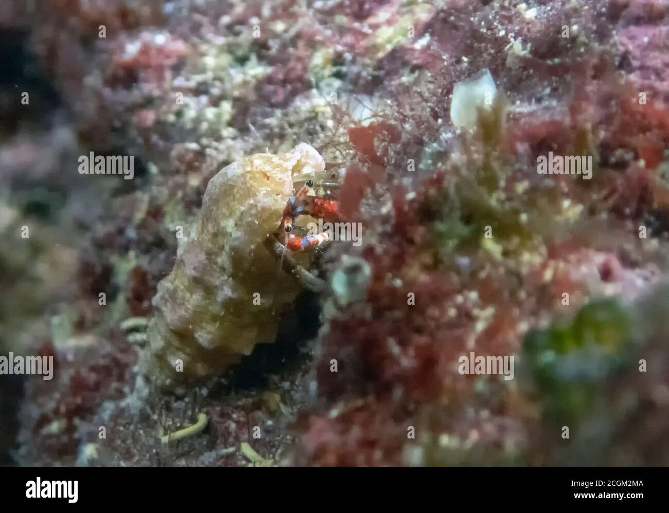 A Hermit Crab (Dardanus sp Stock Photo - Alamy