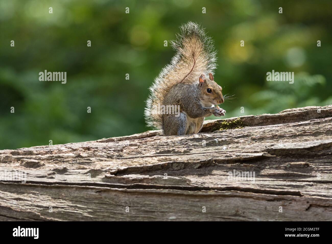 Grey squirrel on a fallen tree hi-res stock photography and images - Alamy